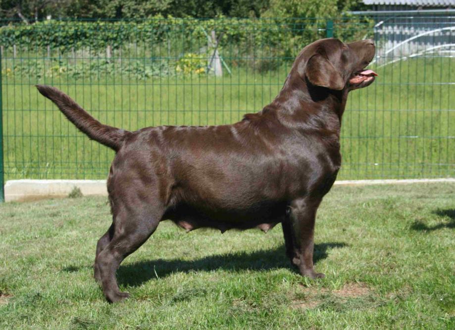 Labrador čokoladni štenci