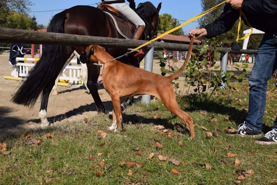 Njemacki boxer (bokser), moguće suvlasnistvo