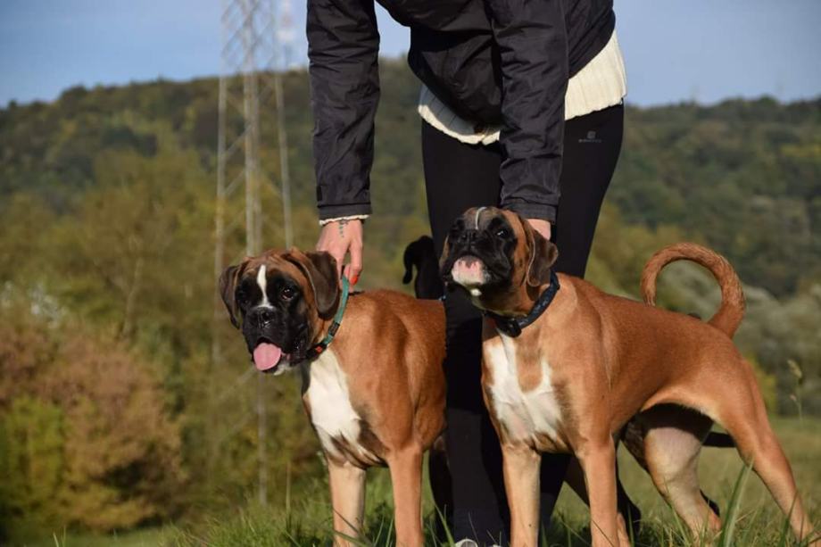 Njemacki boxer (bokser), moguće suvlasnistvo
