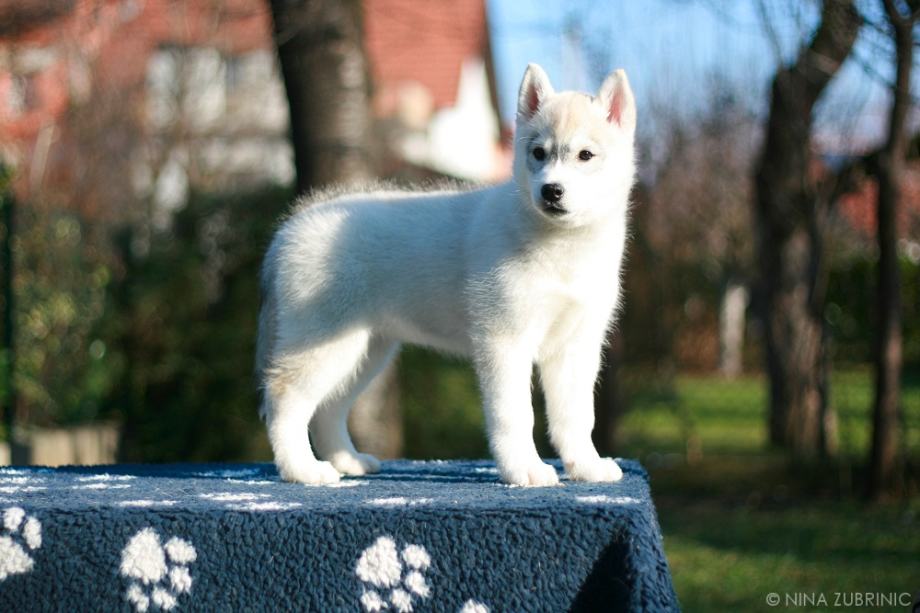 Sibirski haski, ženski štene