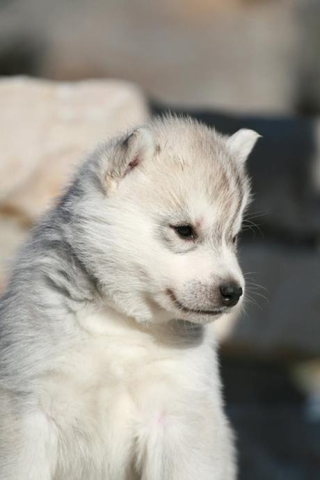 Sibirski haski, ženski štene