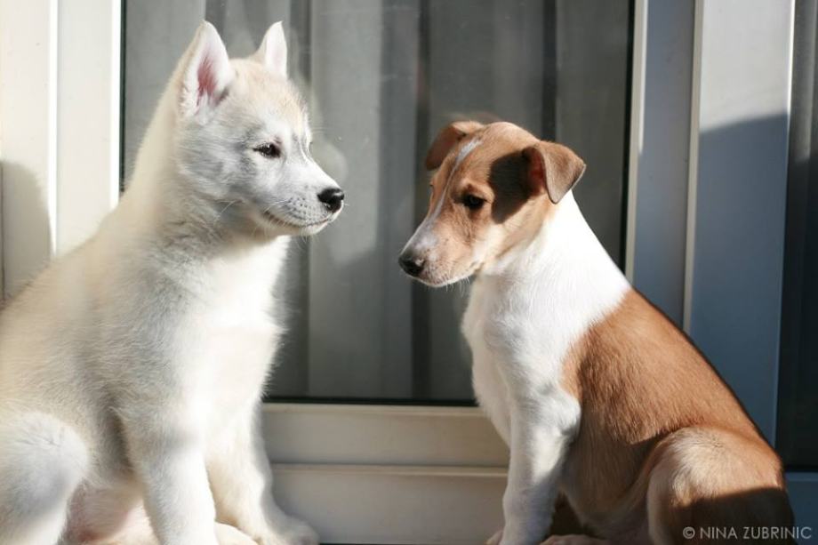 Sibirski haski, ženski štene