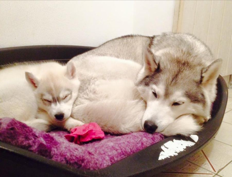 Sibirski haski, ženski štene