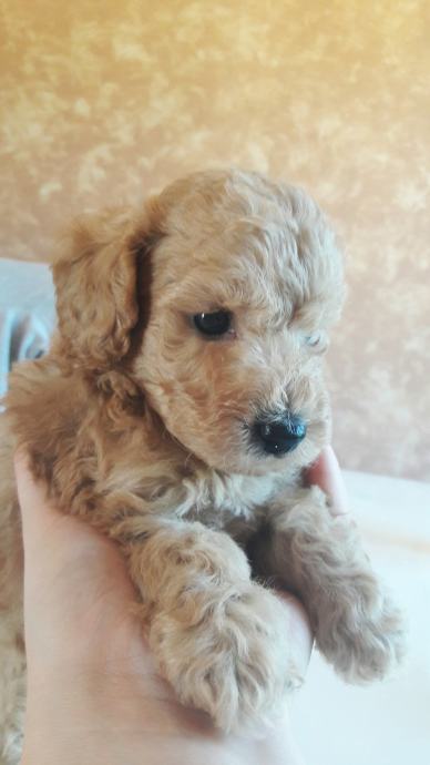 Štenci toy/mini pudle