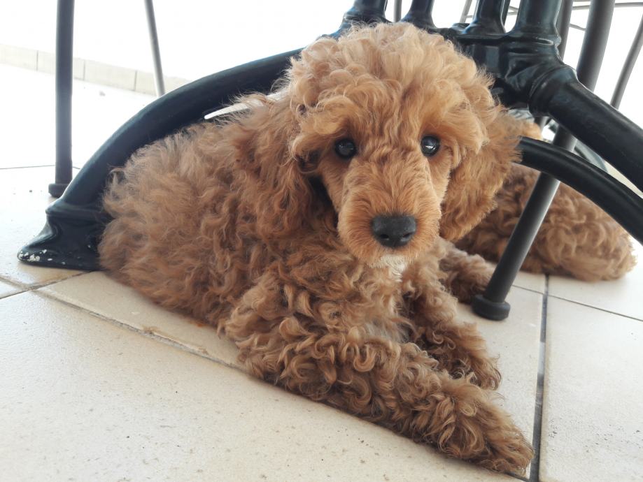 Štenci toy/mini pudle