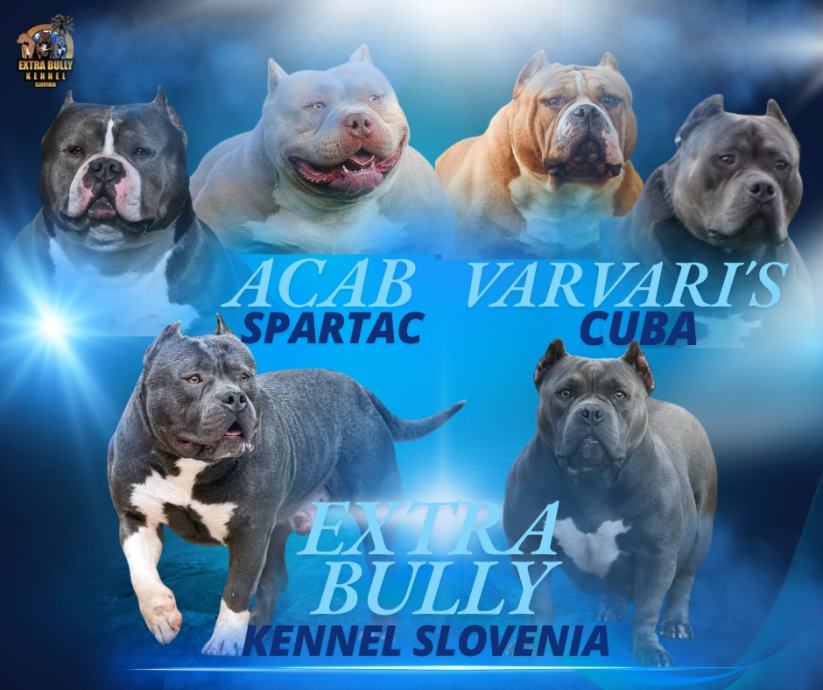 AMERICAN BULLY POCKET vrhunski stenci
