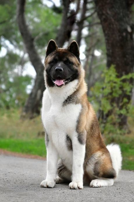 Američka akita mladi mužjak