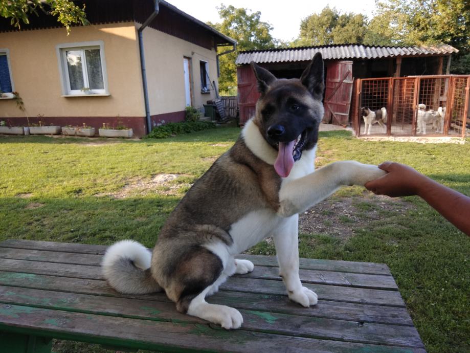 americka akita