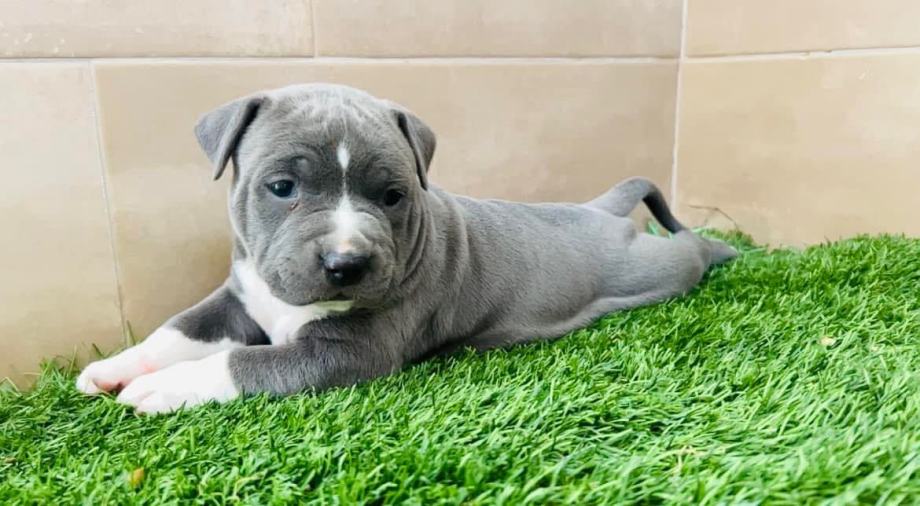 Američki Staford štenci