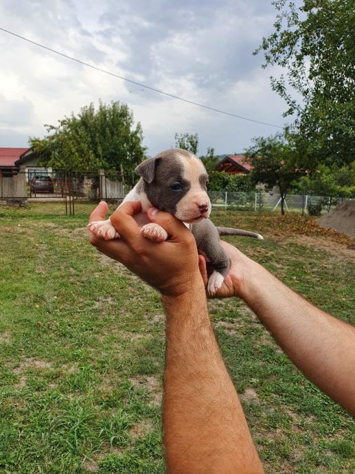 Americki stafordski terijer plavi stenci (dostava )Americki staford