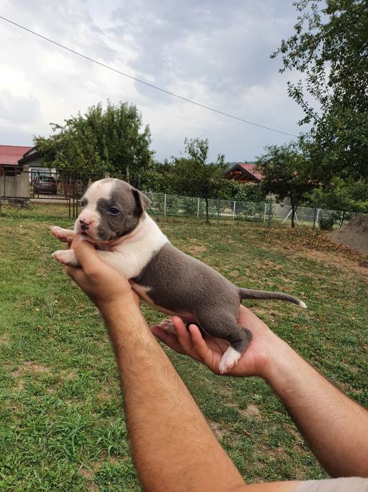 Americki stafordski terijer plavi stenci (dostava )Americki staford