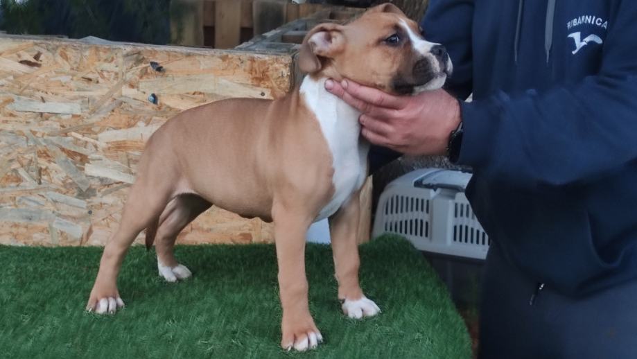 Američki staford,Americki staford stenci