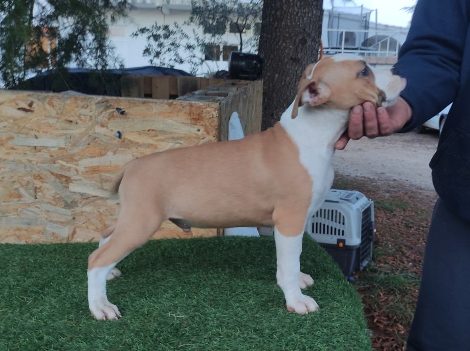 Američki staford,Americki staford stenci