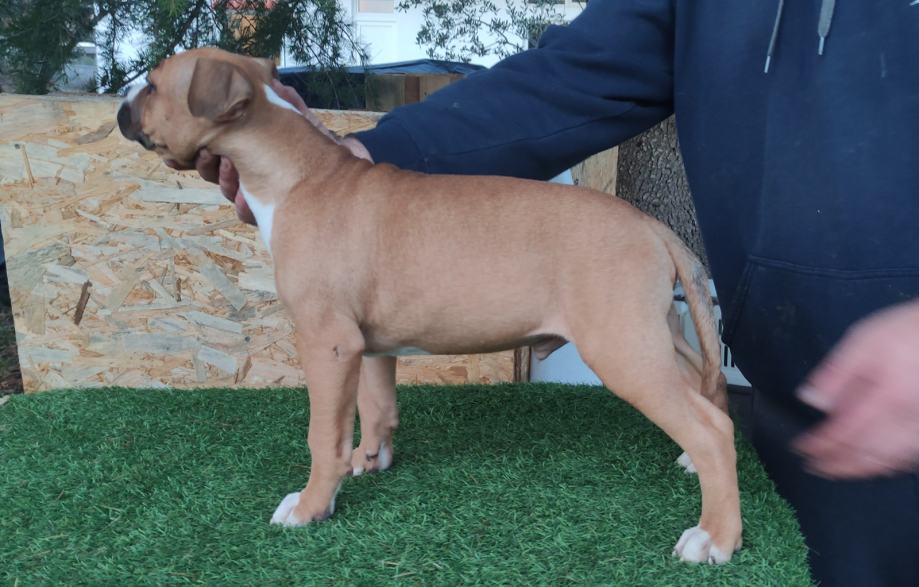 Američki staford,Americki staford stenci