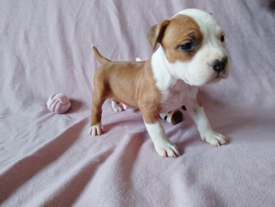 Americki staford stenci