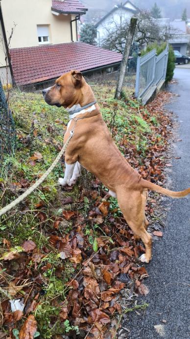 Americki staford terijer stenci