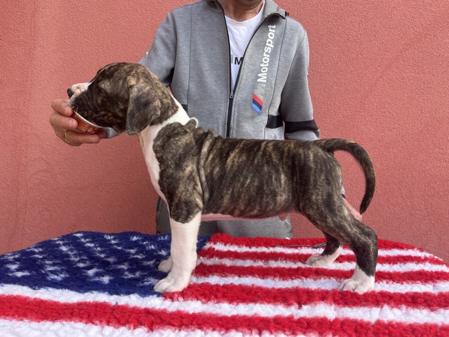 Americki staford terijer stenci