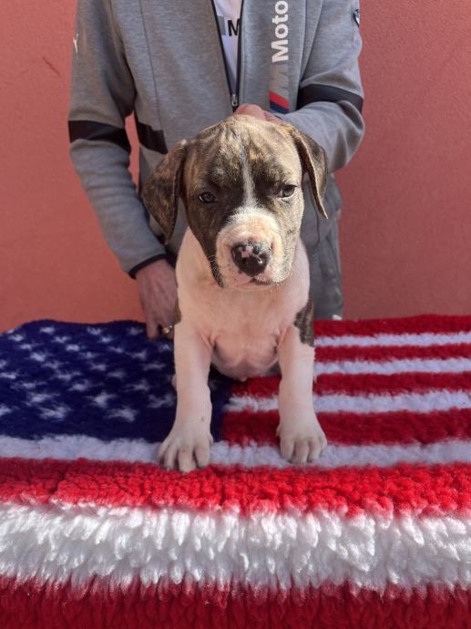 Americki staford terijer stenci