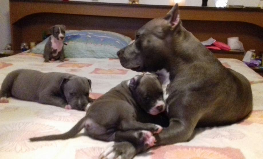 Americki staford stenci