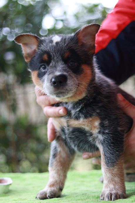 AUSTRALSKI GOVEDARSKI PAS