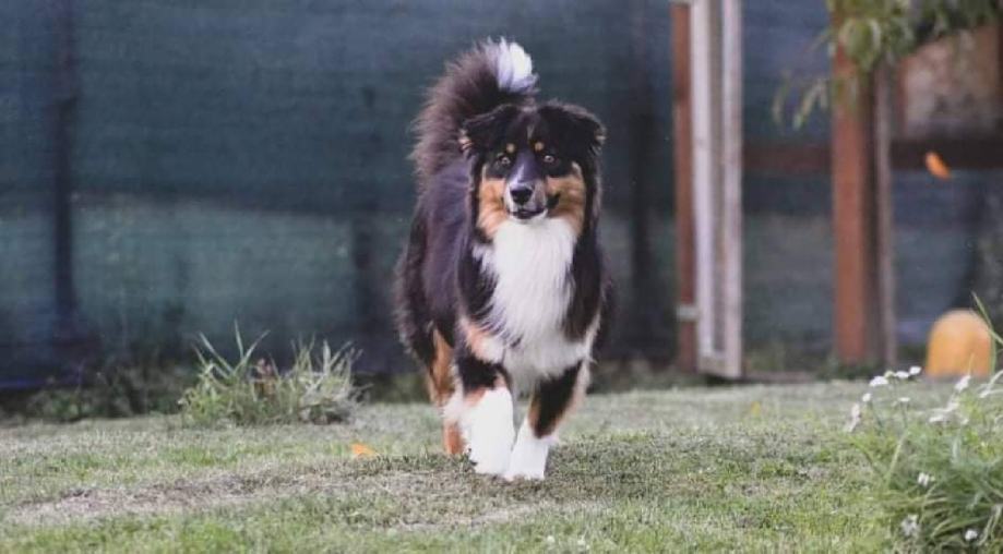 australski ovčar, blue merle štenad s repom