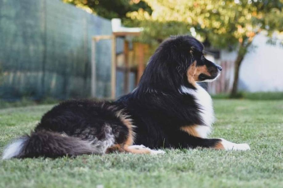australski ovčar, blue merle štenad s repom