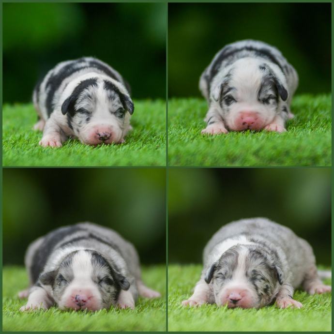 australski ovčar, blue merle štenad s repom