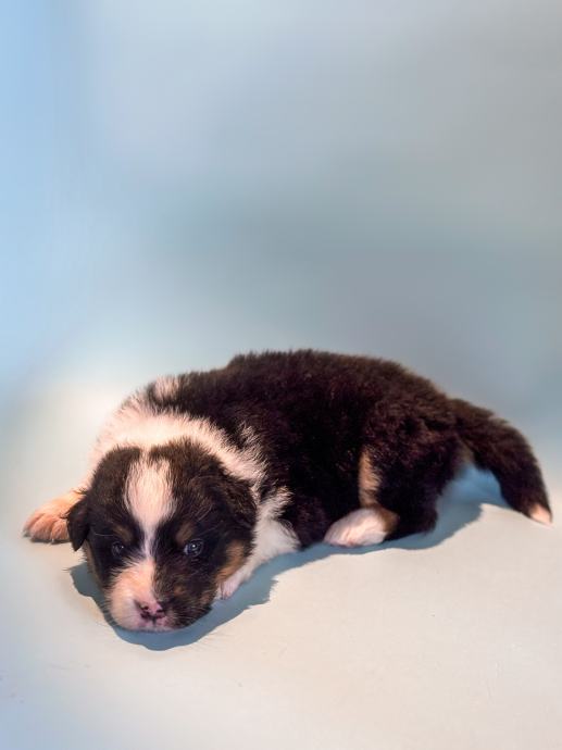 AUSTRALSKI OVČAR ŠTENCI