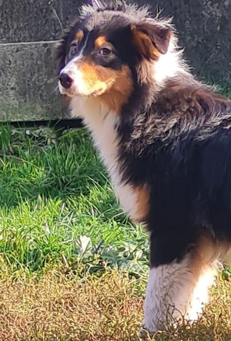 Australski ovcar, stenad sa hks rodovnicom