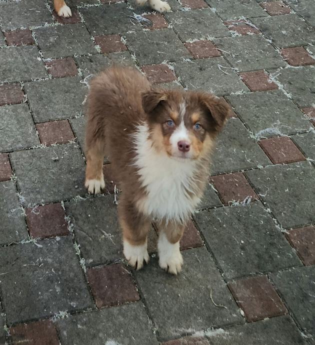 Australski ovcar standard s tenci s rodovnicom