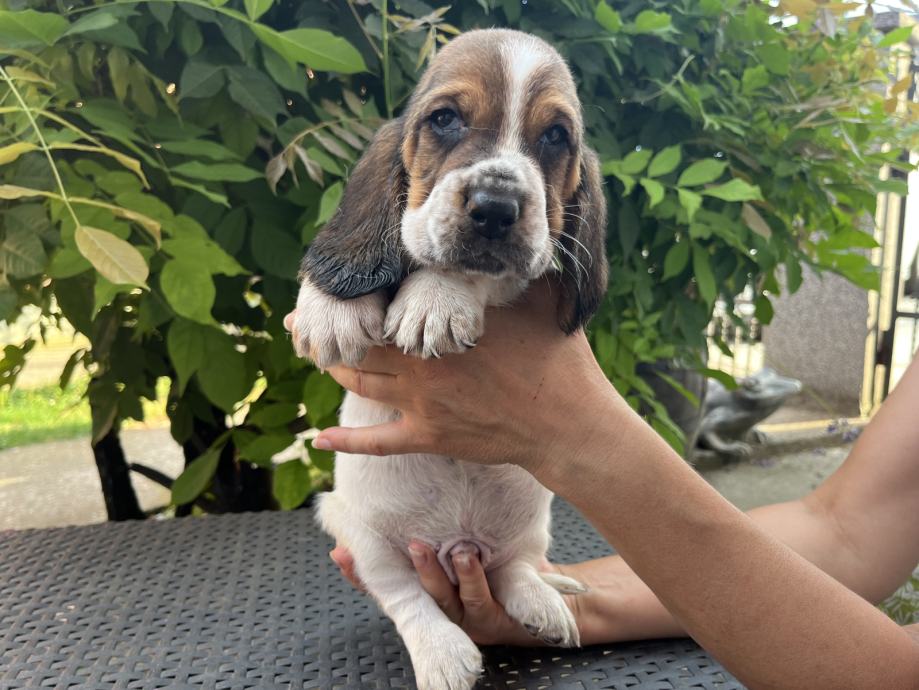 Basset Hound štenci