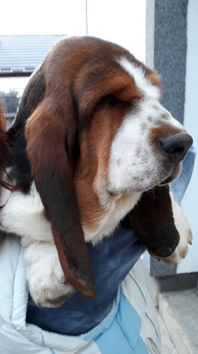Basset Hound - Engleski baset