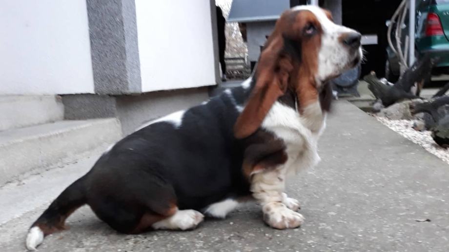 Basset Hound - Engleski baset