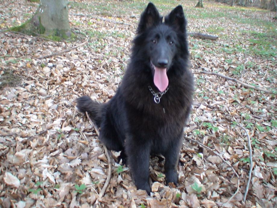Belgijski ovčar Groenendael