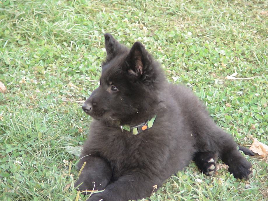 Belgijski ovčar Groenendael