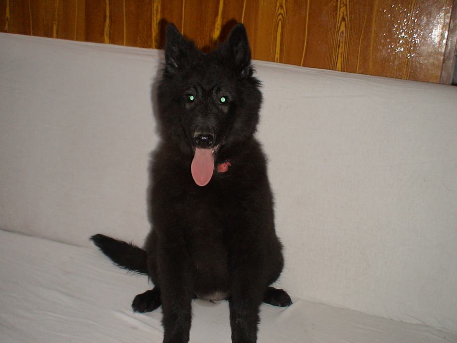 Belgijski ovčar Groenendael