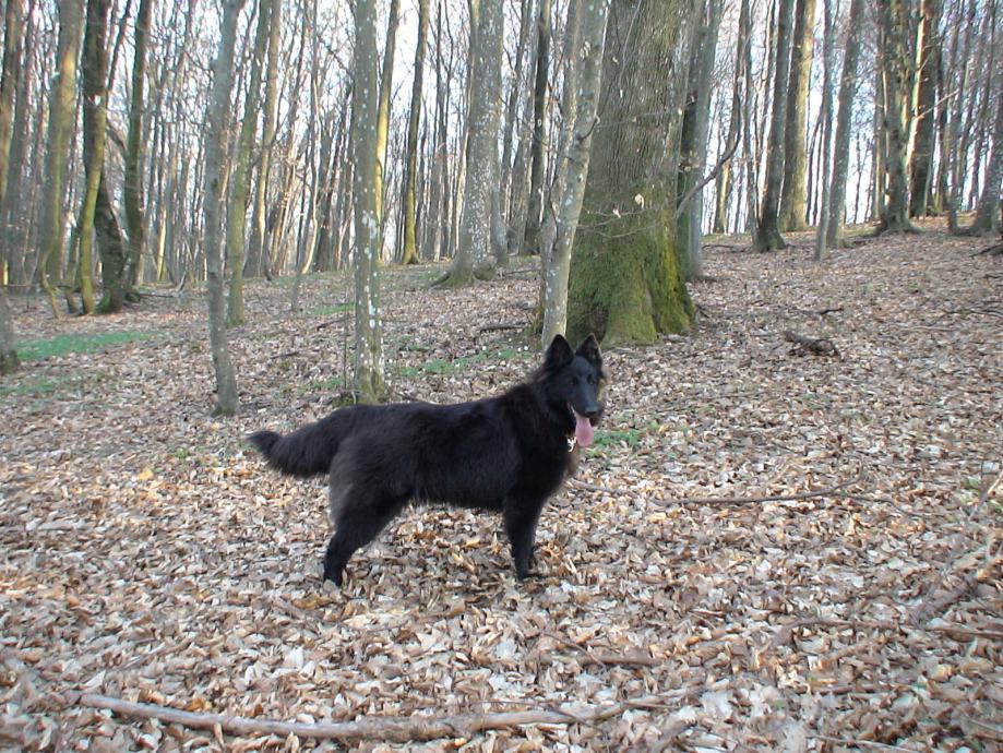 Belgijski ovčar Groenendael