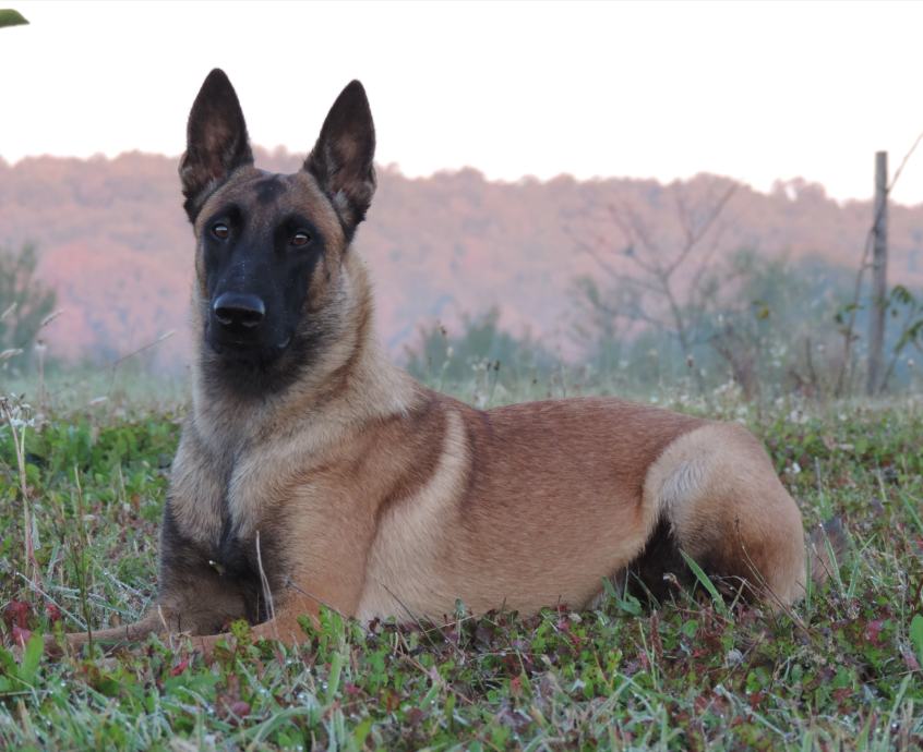 Belgijski ovčar jedinstveno leglo u Hrvatskoj