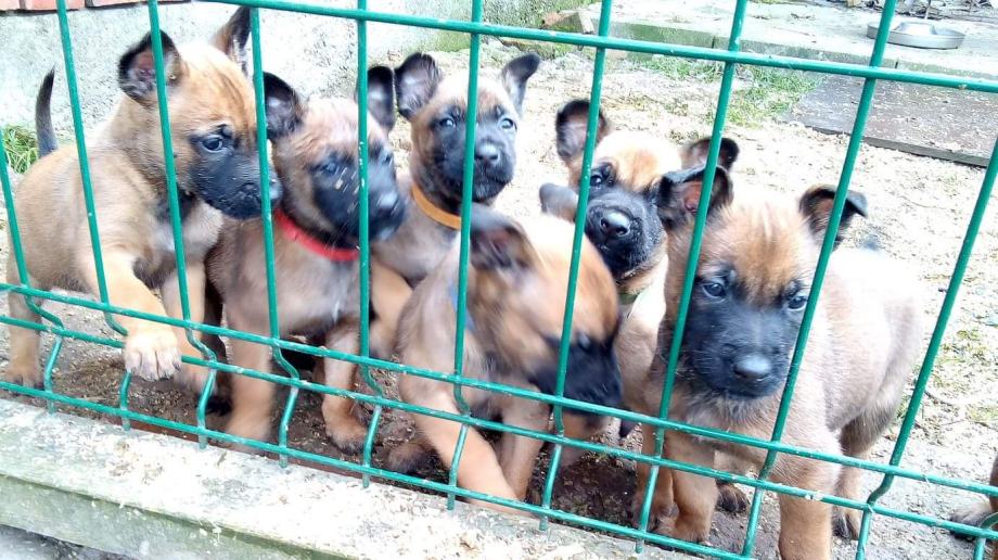 Belgijski ovčar Malinoa