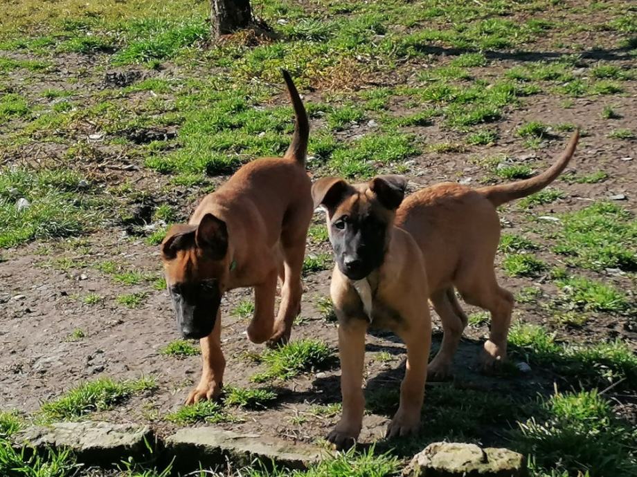 Belgijski ovčar Malinoa