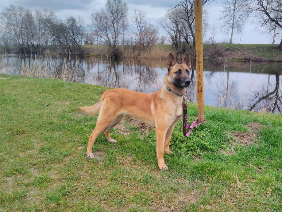 Belgijski ovčar , malinoa