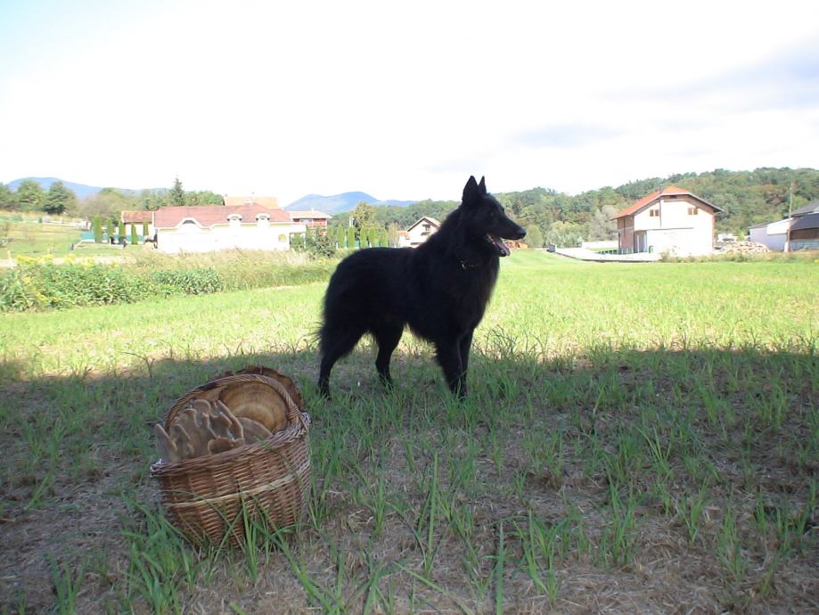 Belgijski Ovčar Groenendael