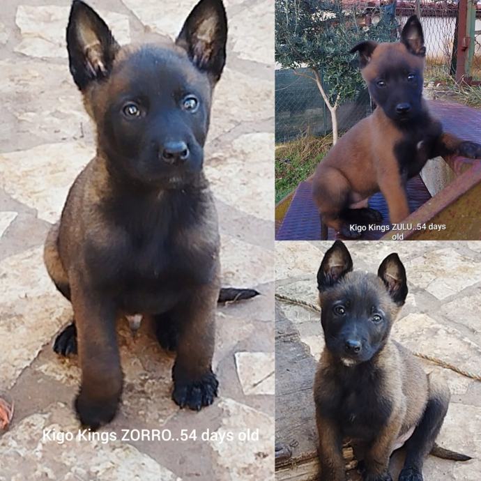 Belgijski ovčari -malinois