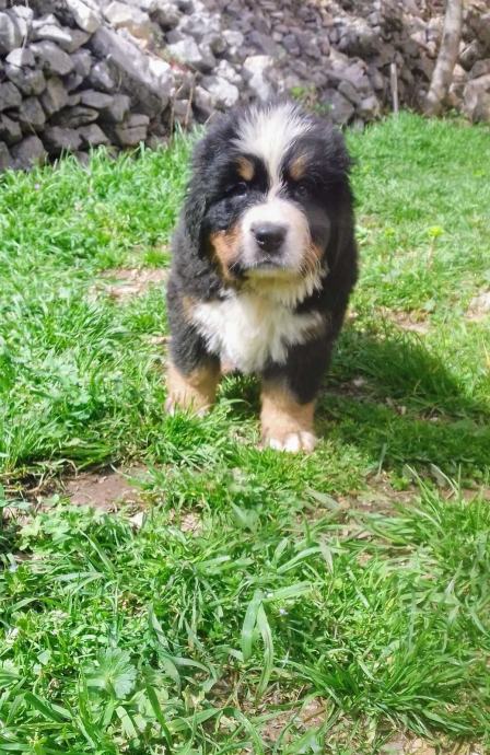 Bernski planinski pas s rodovnikom