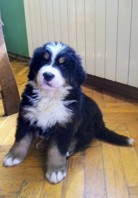 Bernski planinski pas s rodovnikom