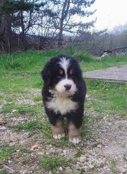 Bernski planinski pas s rodovnikom