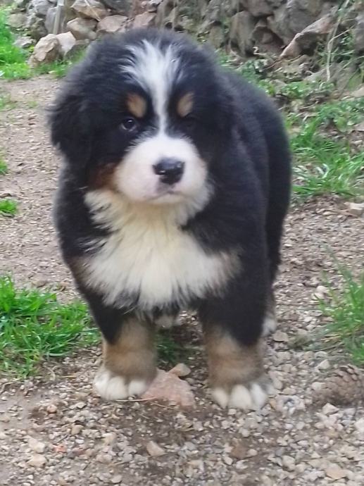 Bernski planinski pas s rodovnikom