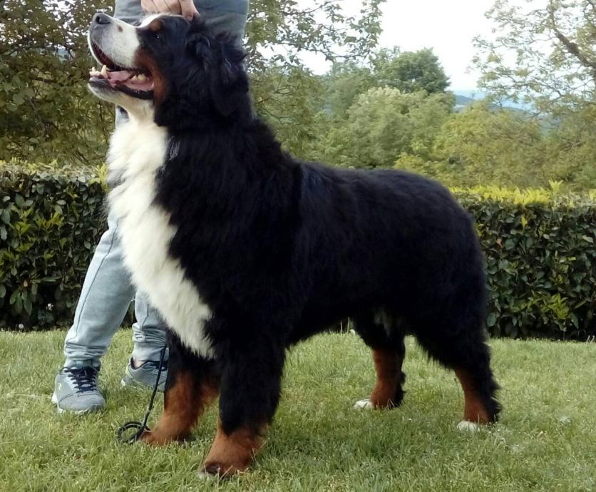 Bernski planinski pas štenad s rodovnicom