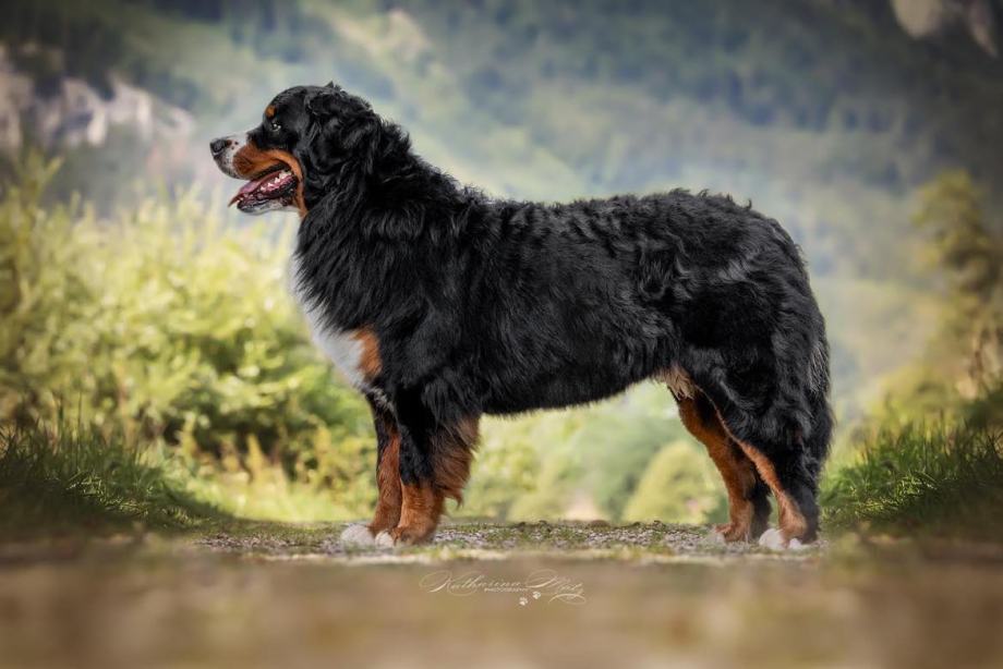 Bernski planinski pas štenci