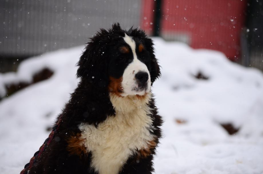 Bernski planinski pas štenci
